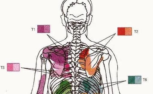 T3 Subluxation Back To Life Chiropractic T3 Subluxation Back To Life Chiropractic