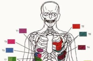 T3 Subluxation – Back To Life Chiropractic